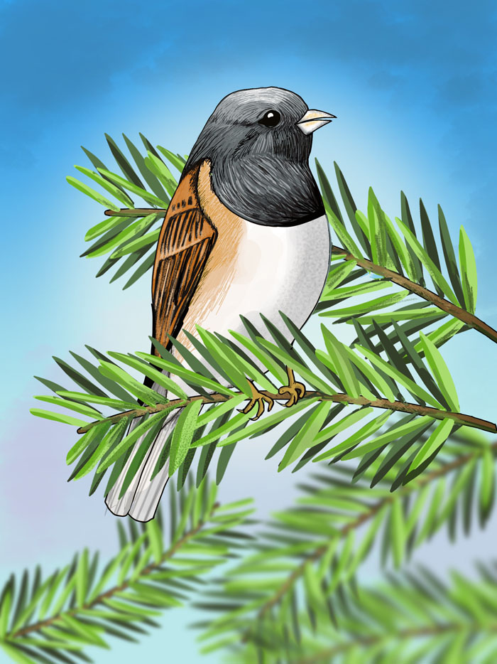 Central Coast Gallery - Birds