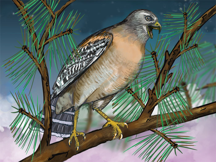 Central Coast Gallery - Birds