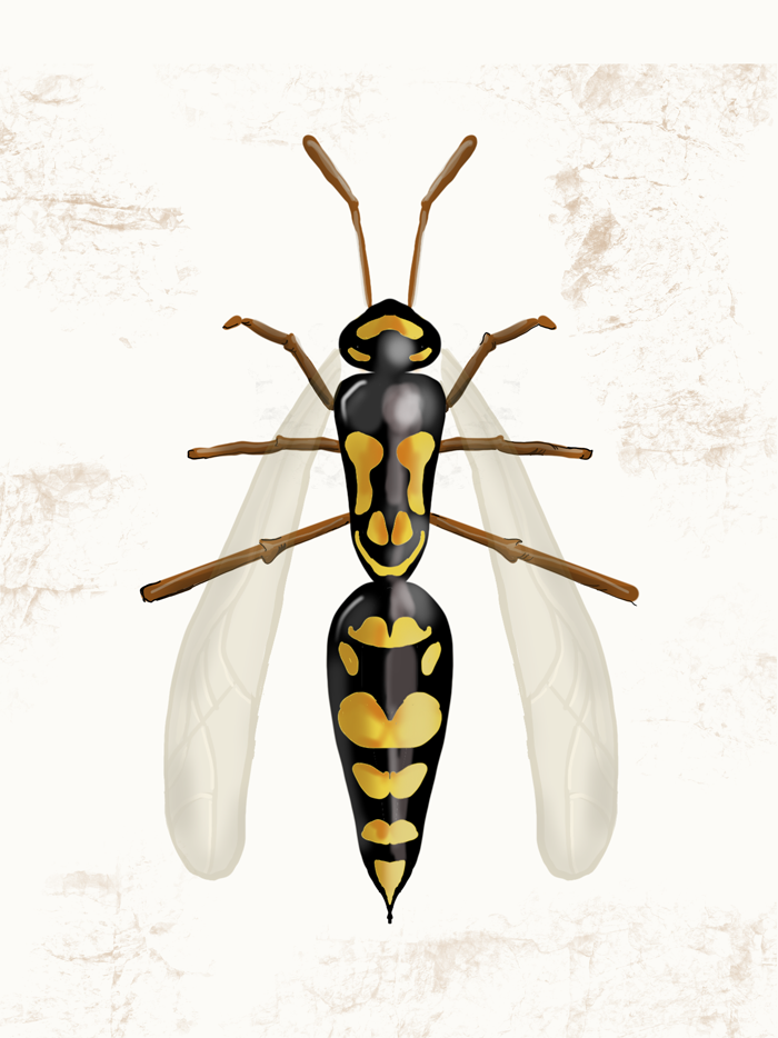 Central Coast Gallery Insects